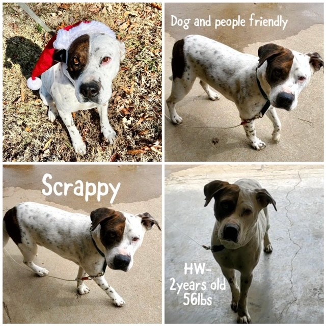 DOGS THAT ROCK: THE ARKANSAS PET SAVERS | 100.5 The Eagle – Jonesboro, AR