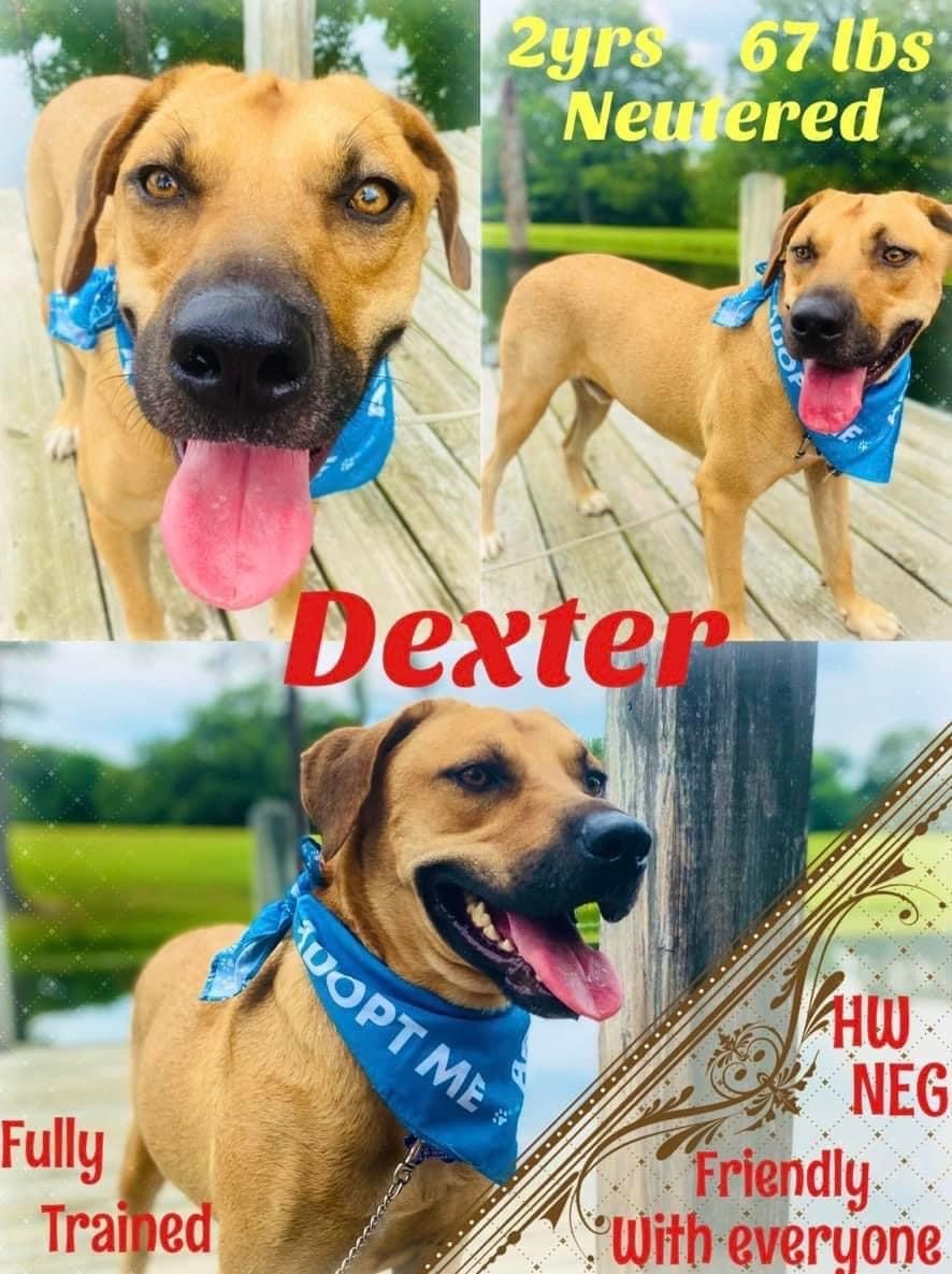 DOGS THAT ROCK: THE ARKANSAS PET SAVERS | 100.5 The Eagle – Jonesboro, AR