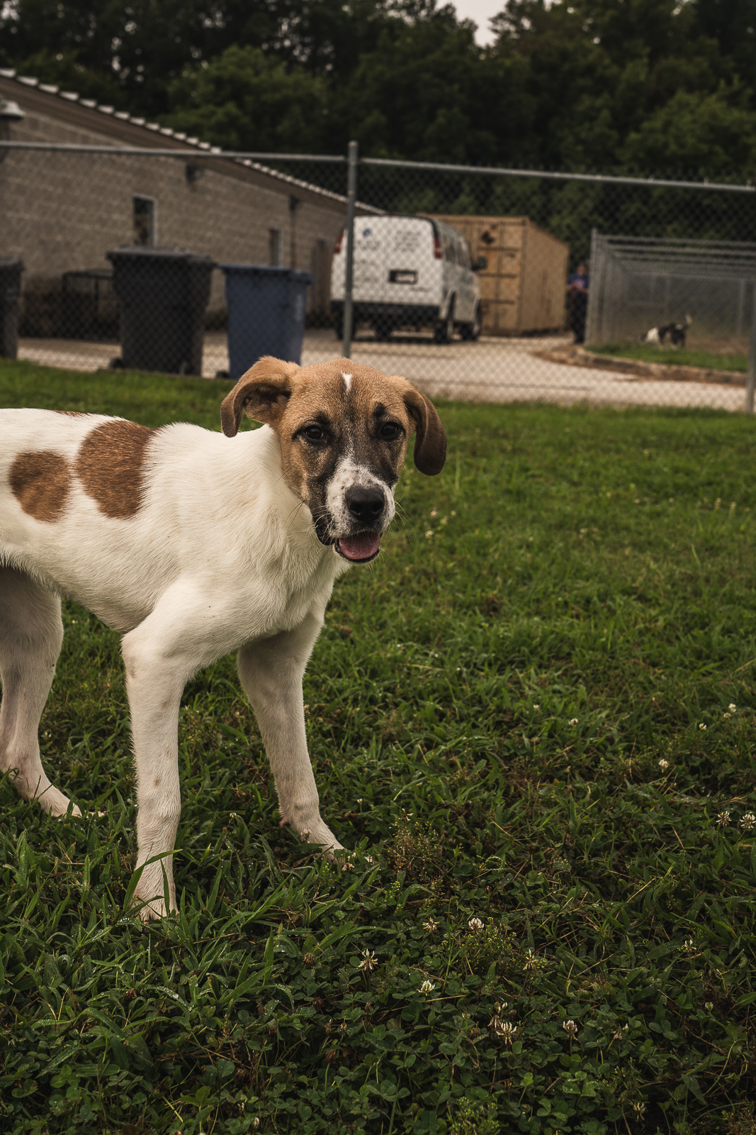 DOGS THAT ROCK!!! | 100.5 The Eagle – Jonesboro, AR