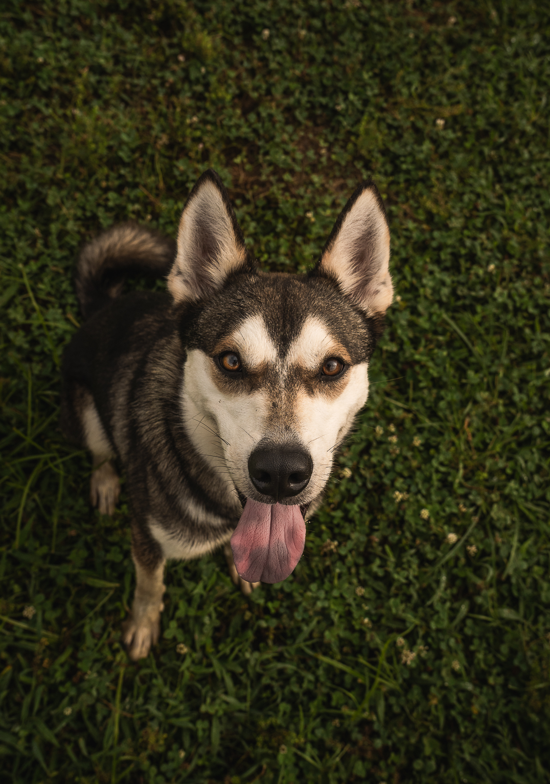 DOGS THAT ROCK!!! | 100.5 The Eagle – Jonesboro, AR