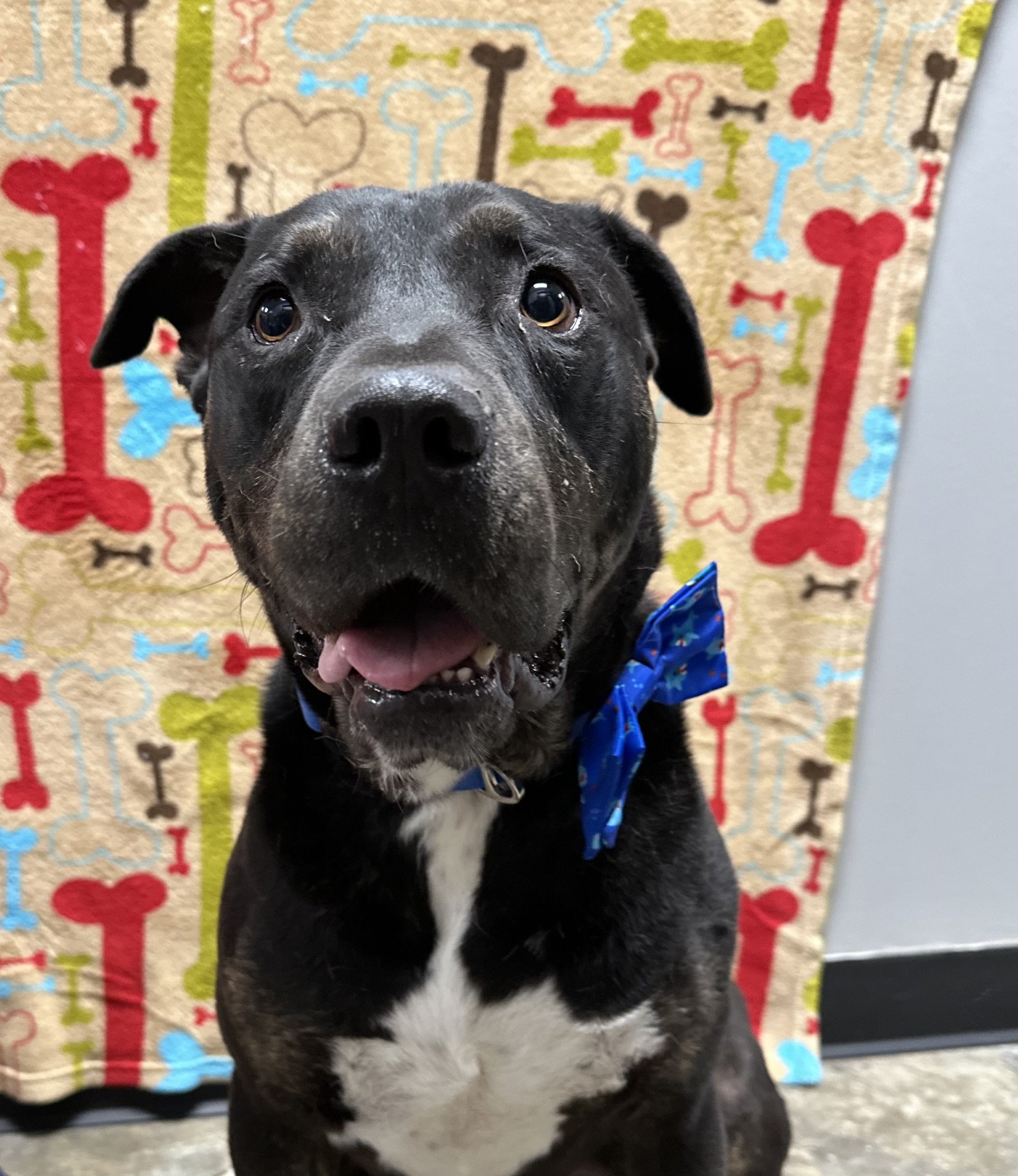 DOGS THAT ROCK!!! | 100.5 The Eagle – Jonesboro, AR