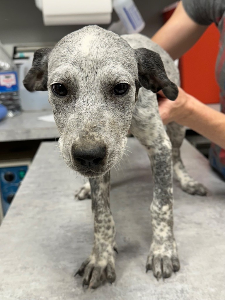 DOGS THAT ROCK!!! | 100.5 The Eagle – Jonesboro, AR