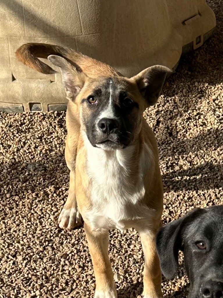 DOGS THAT ROCK!!! | 100.5 The Eagle – Jonesboro, AR