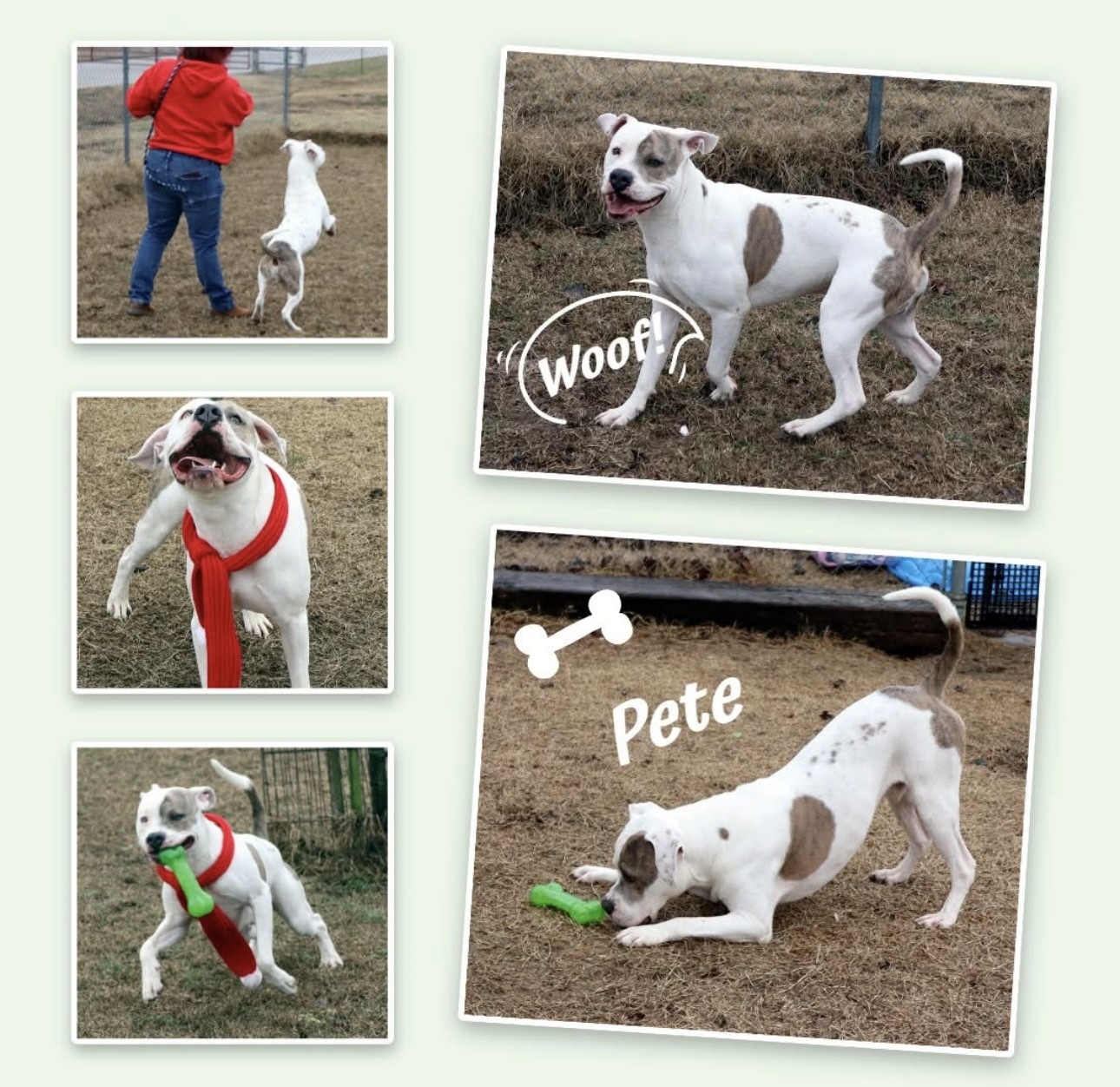 DOGS THAT ROCK!!! | 100.5 The Eagle – Jonesboro, AR